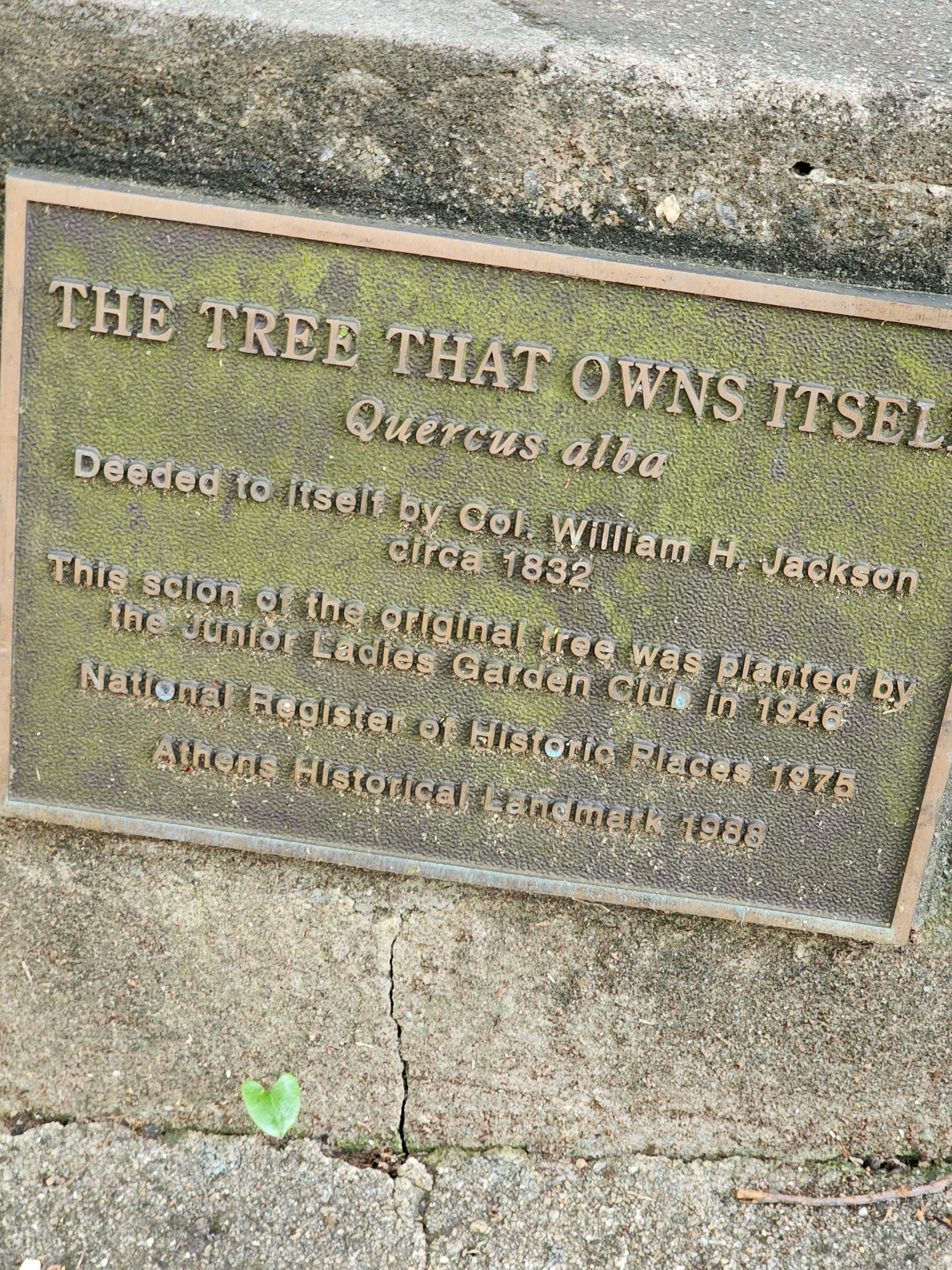 Special Field Report: The Tree that Owns Itself – The Science Witch Podcast