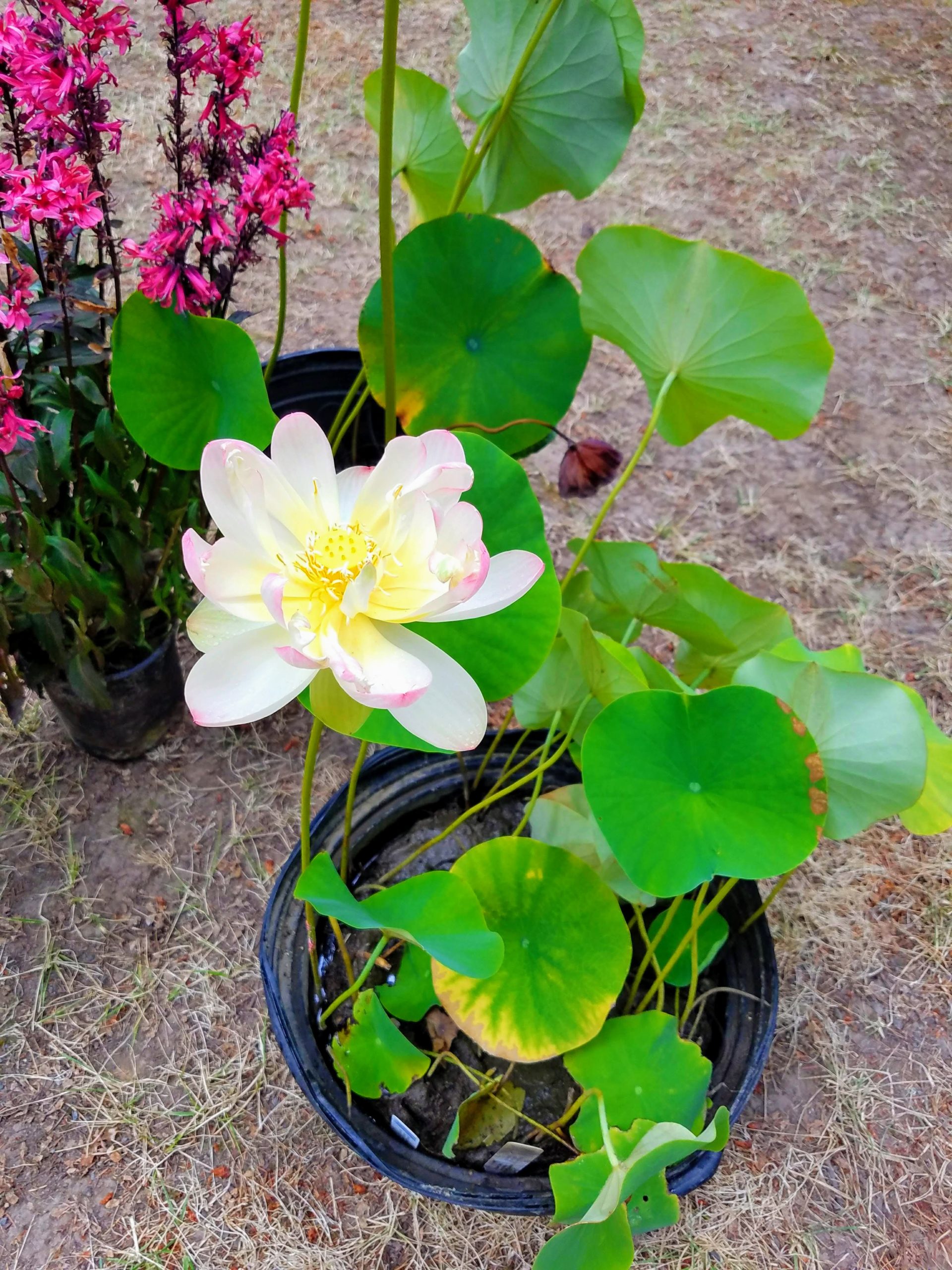 Episodes and Updates – The Science Witch Podcast